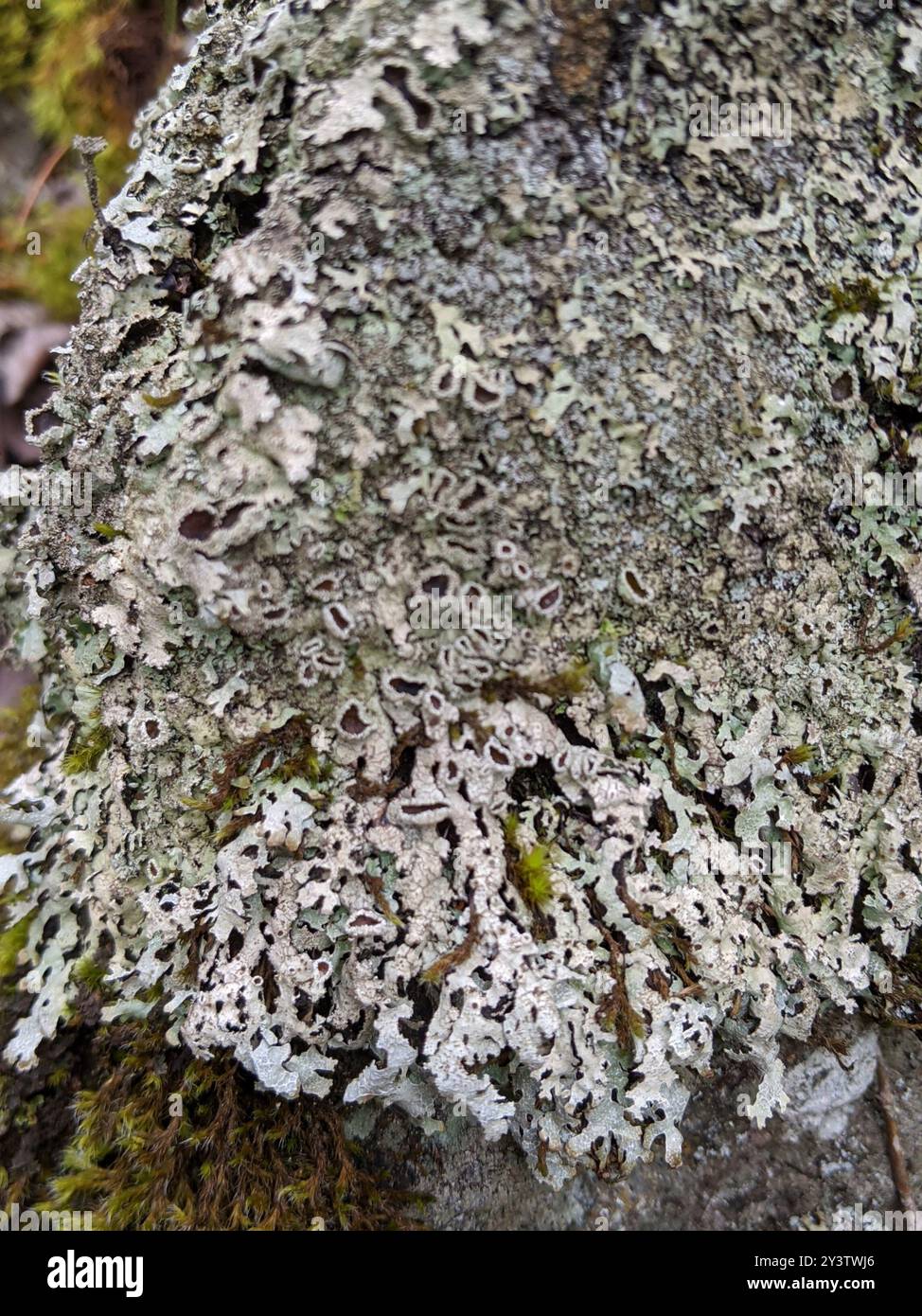 rosette lichens, frost lichens, and allies (Physciaceae) Fungi Stock ...