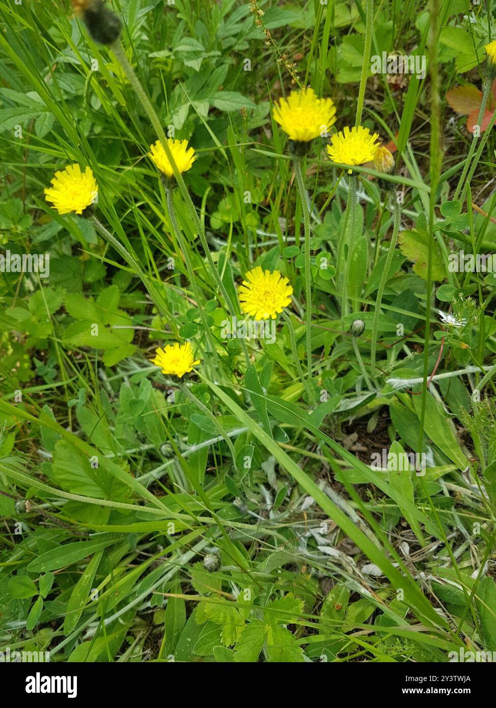 mouse-eared hawkweed (Pilosella officinarum) Plantae Stock Photo - Alamy