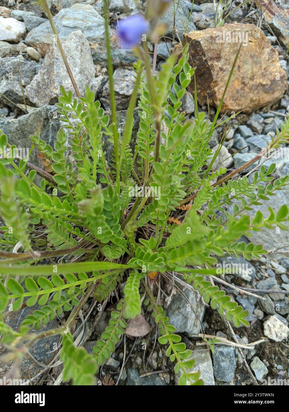 Pretty Jacob's-ladder (Polemonium pulcherrimum) Plantae Stock Photo - Alamy