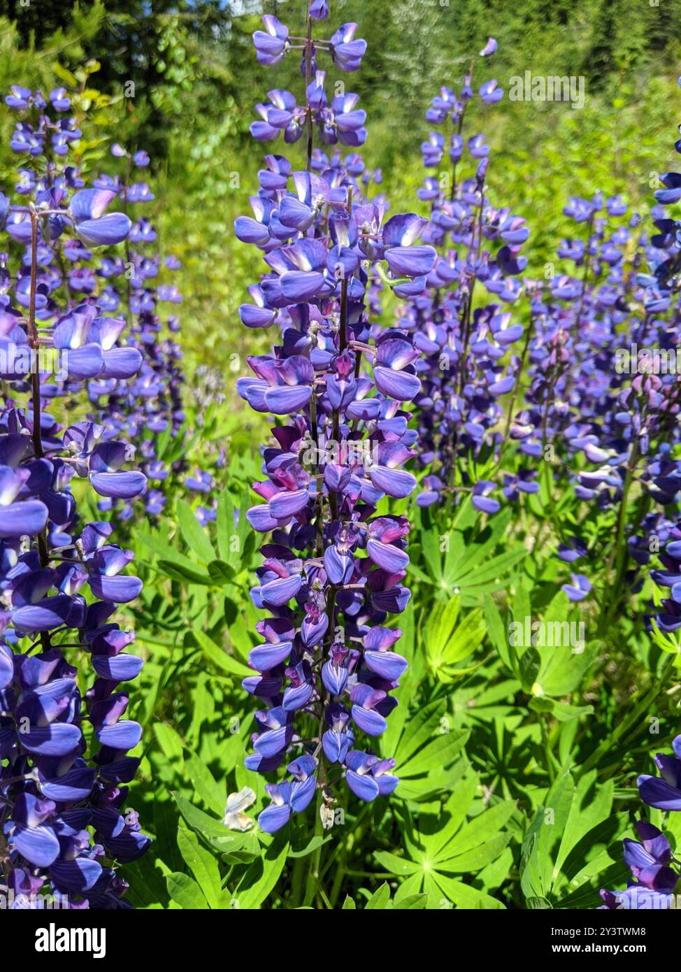 Broadleaf Lupine (Lupinus latifolius) Plantae Stock Photo - Alamy