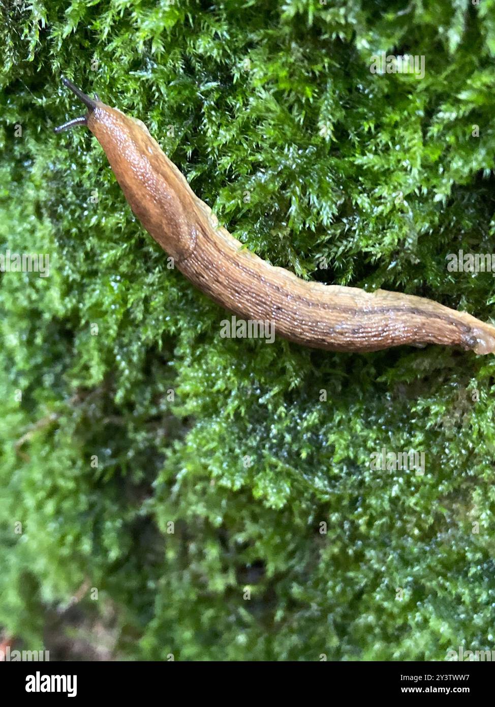 Dusky Slugs (Mesarion) Mollusca Stock Photo - Alamy
