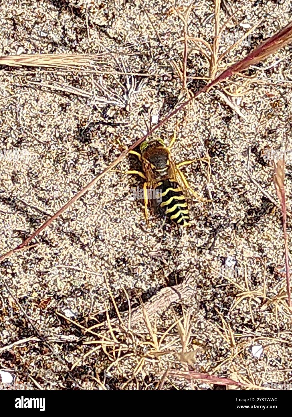 Bembix rostrata hi-res stock photography and images - Alamy