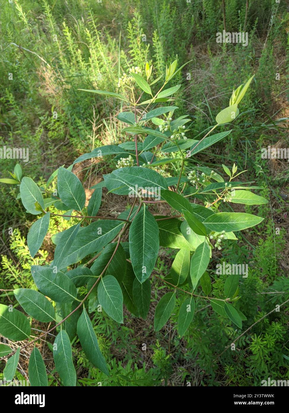 hemp dogbane (Apocynum cannabinum) Plantae Stock Photo - Alamy