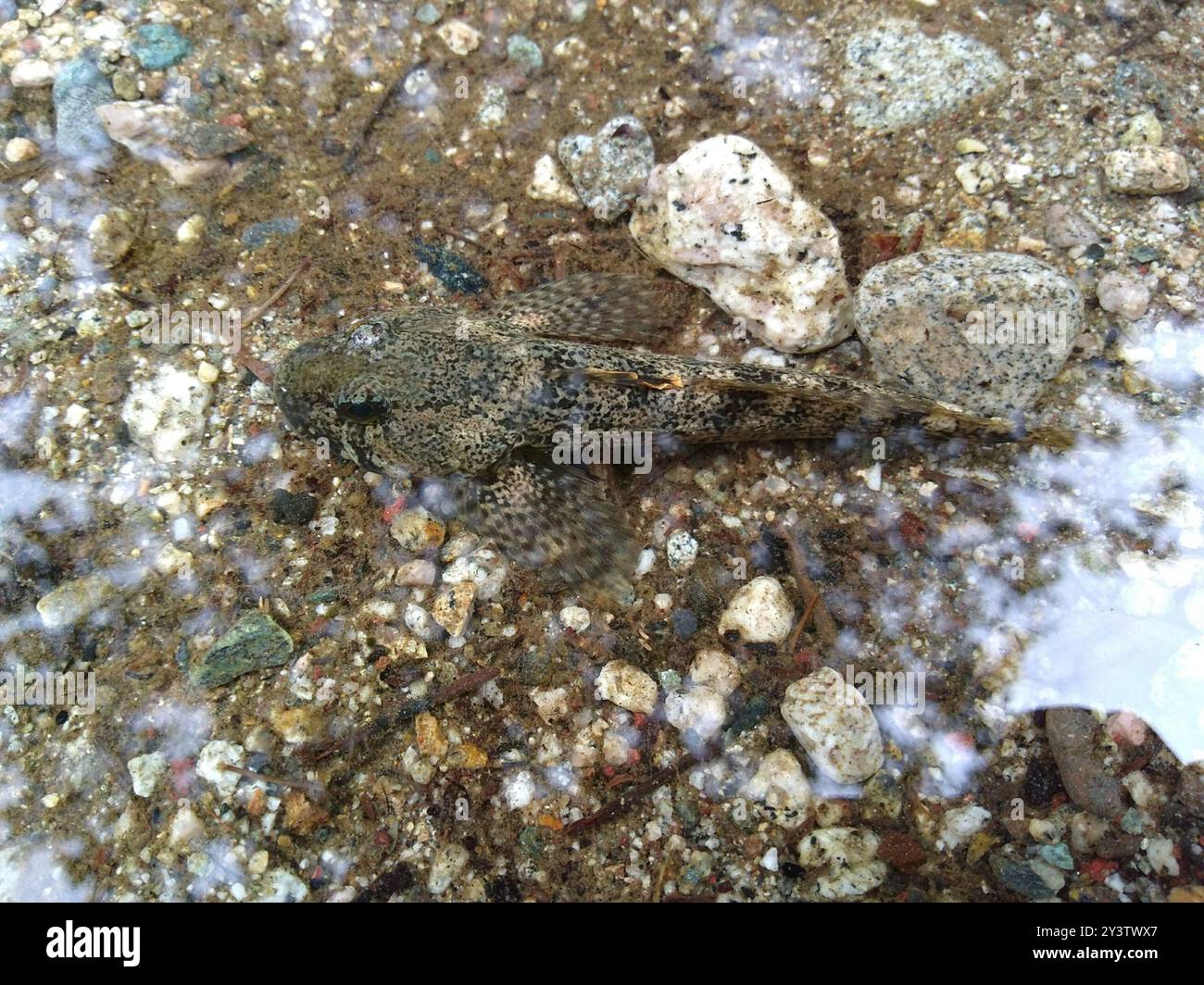 Freshwater Sculpins (Cottus) Actinopterygii Stock Photo - Alamy