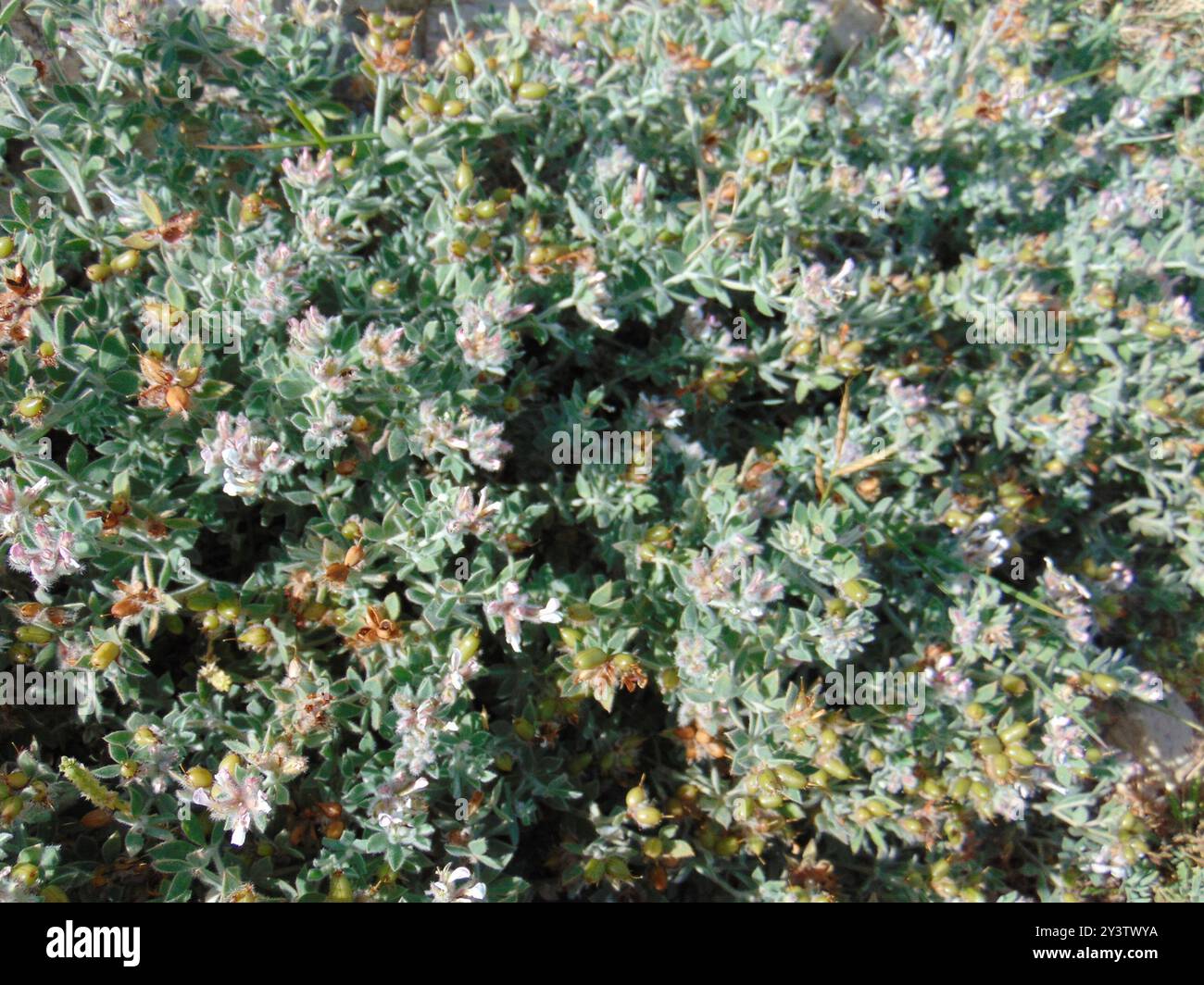 Hairy Canary-clover (Lotus hirsutus) Plantae Stock Photo - Alamy
