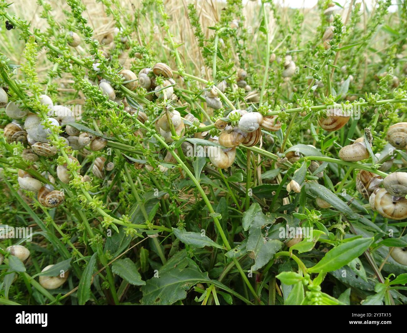 sea beet (Beta vulgaris maritima) Plantae Stock Photo - Alamy