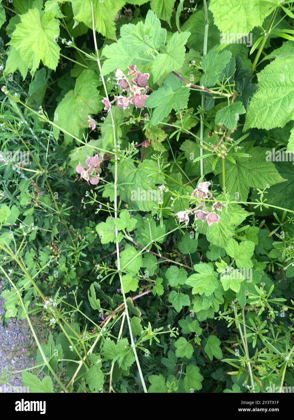 thimbleberry (Rubus parviflorus) Plantae Stock Photo - Alamy