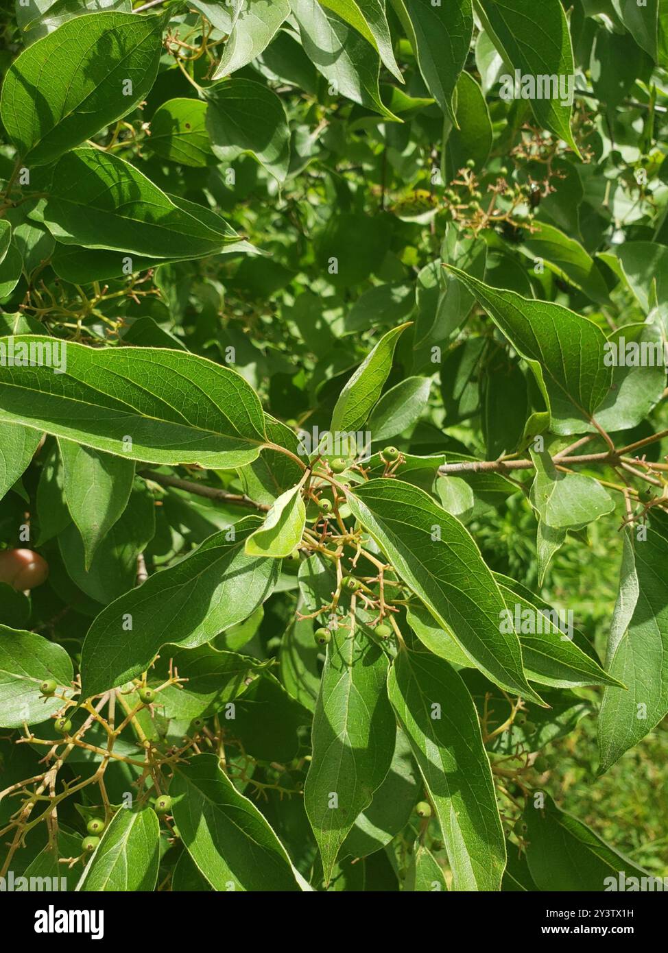 Dogwood family (Cornaceae) Plantae Stock Photo - Alamy