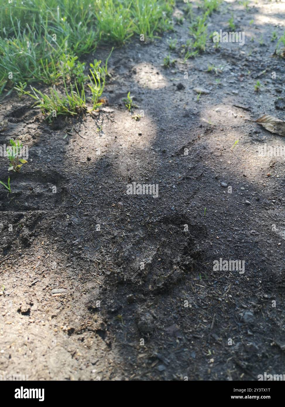 Even-toed Ungulates and Cetaceans (Artiodactyla) Mammalia Stock Photo ...