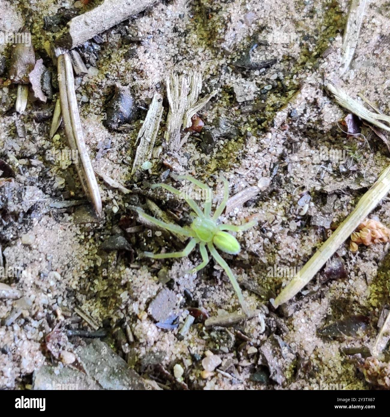 Green Huntsman Spider (Micrommata virescens) Arachnida Stock Photo - Alamy