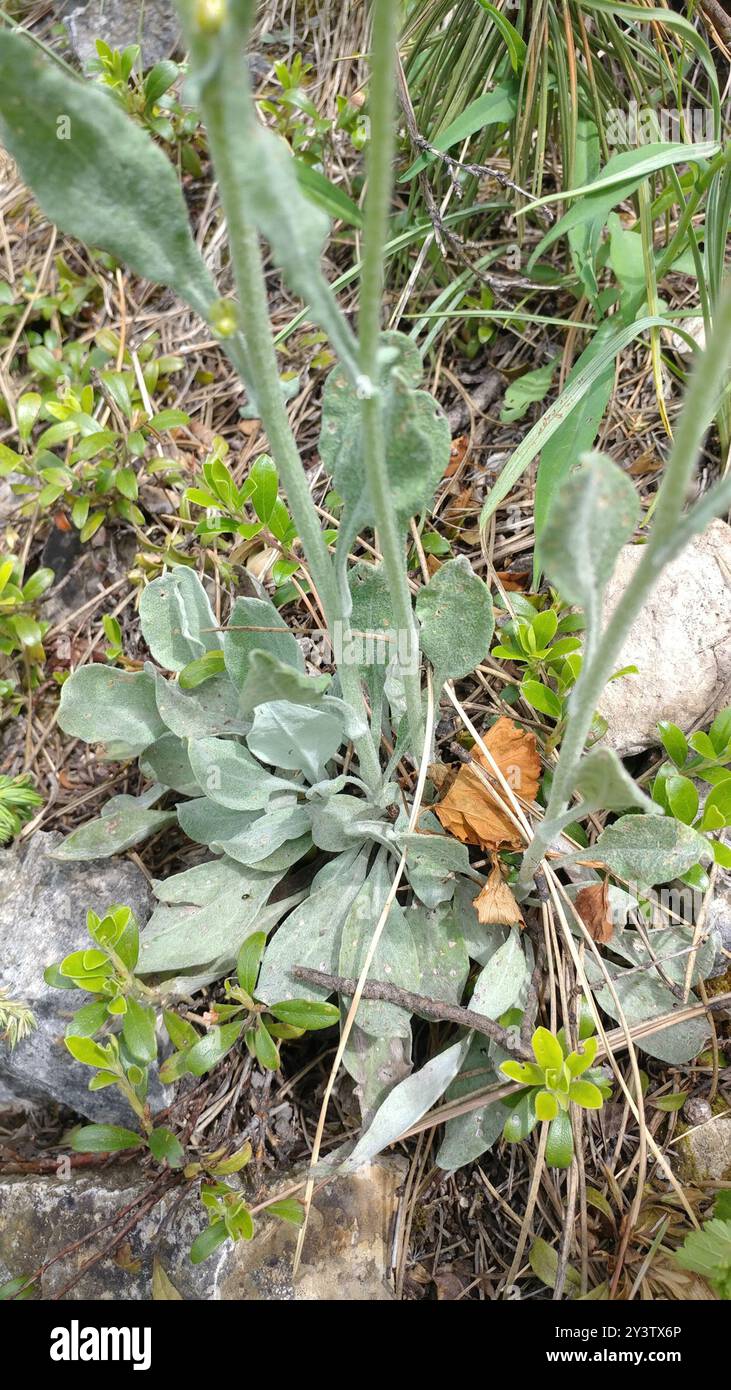 woolly groundsel (Packera cana) Plantae Stock Photo - Alamy