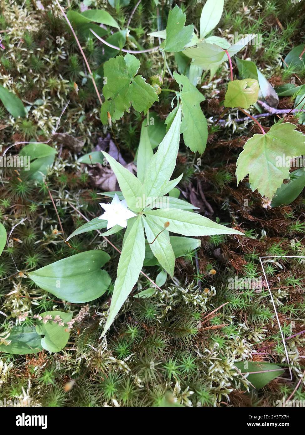 northern starflower (Lysimachia borealis) Plantae Stock Photo - Alamy