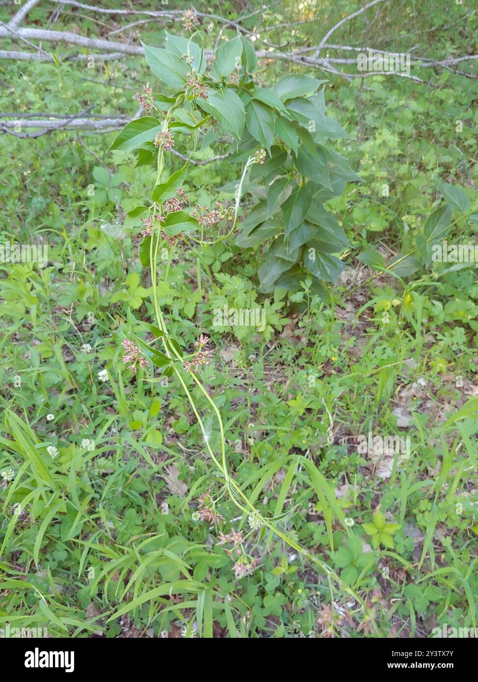 European swallow-wort (Vincetoxicum rossicum) Plantae Stock Photo - Alamy