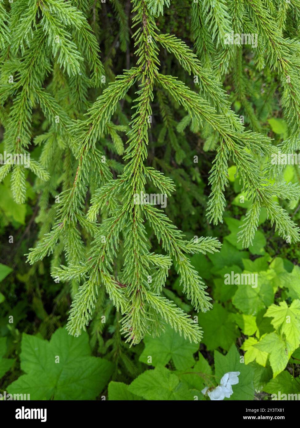 white spruce (Picea glauca) Plantae Stock Photo - Alamy