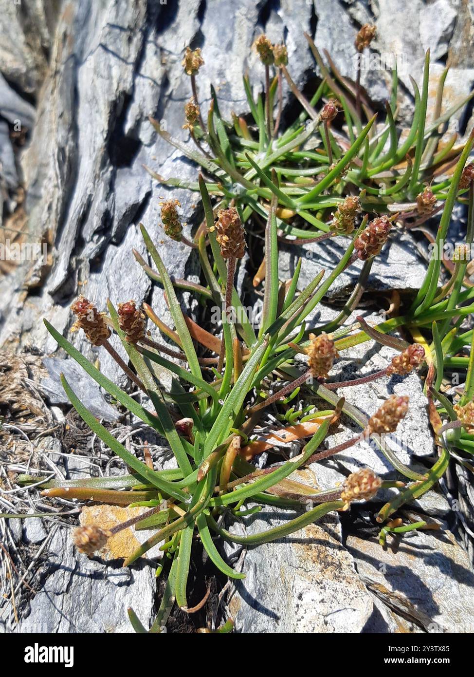 Sea Plantain (Plantago maritima) Plantae Stock Photo - Alamy