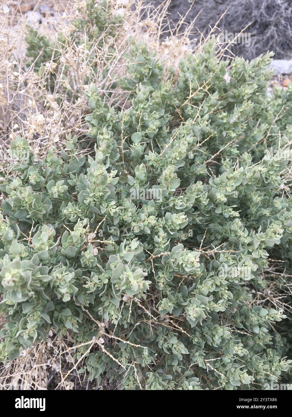 Shadscale Saltbush (Atriplex confertifolia) Plantae Stock Photo - Alamy