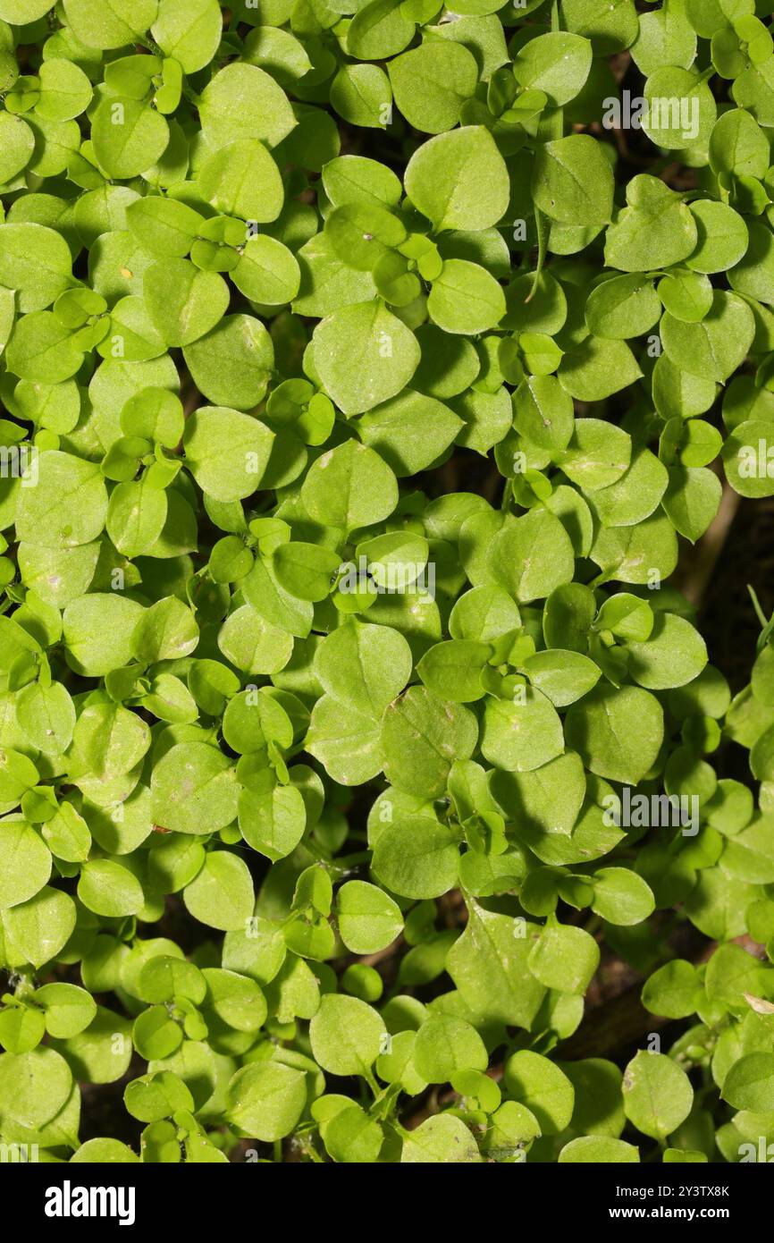 common chickweed (Stellaria media) Plantae Stock Photo - Alamy