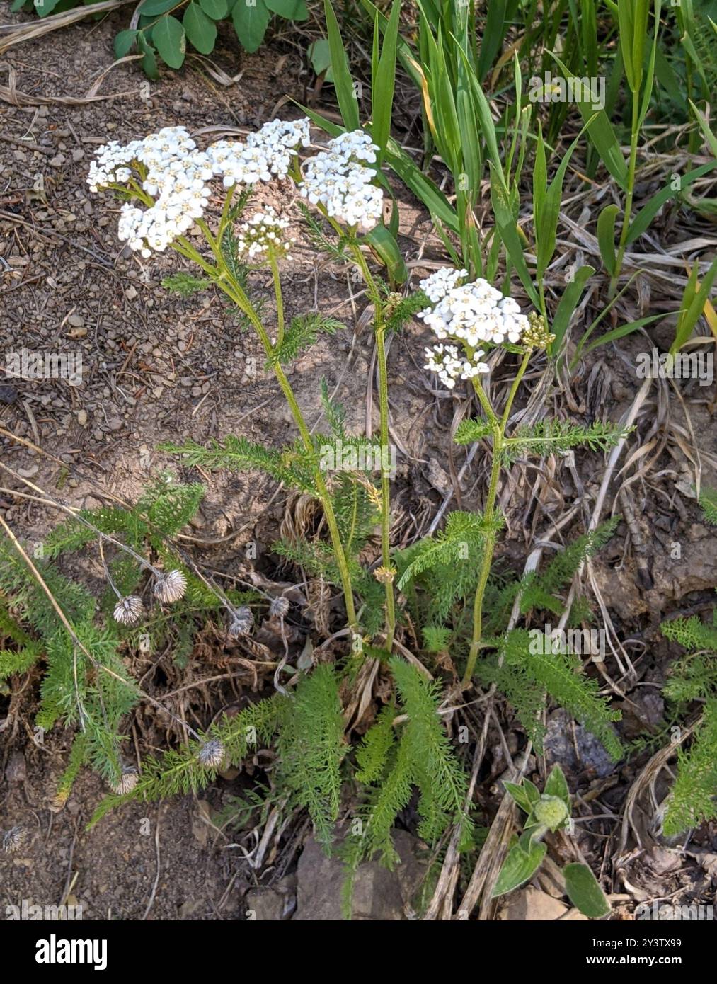 common yarrow (Achillea millefolium) Plantae Stock Photo - Alamy