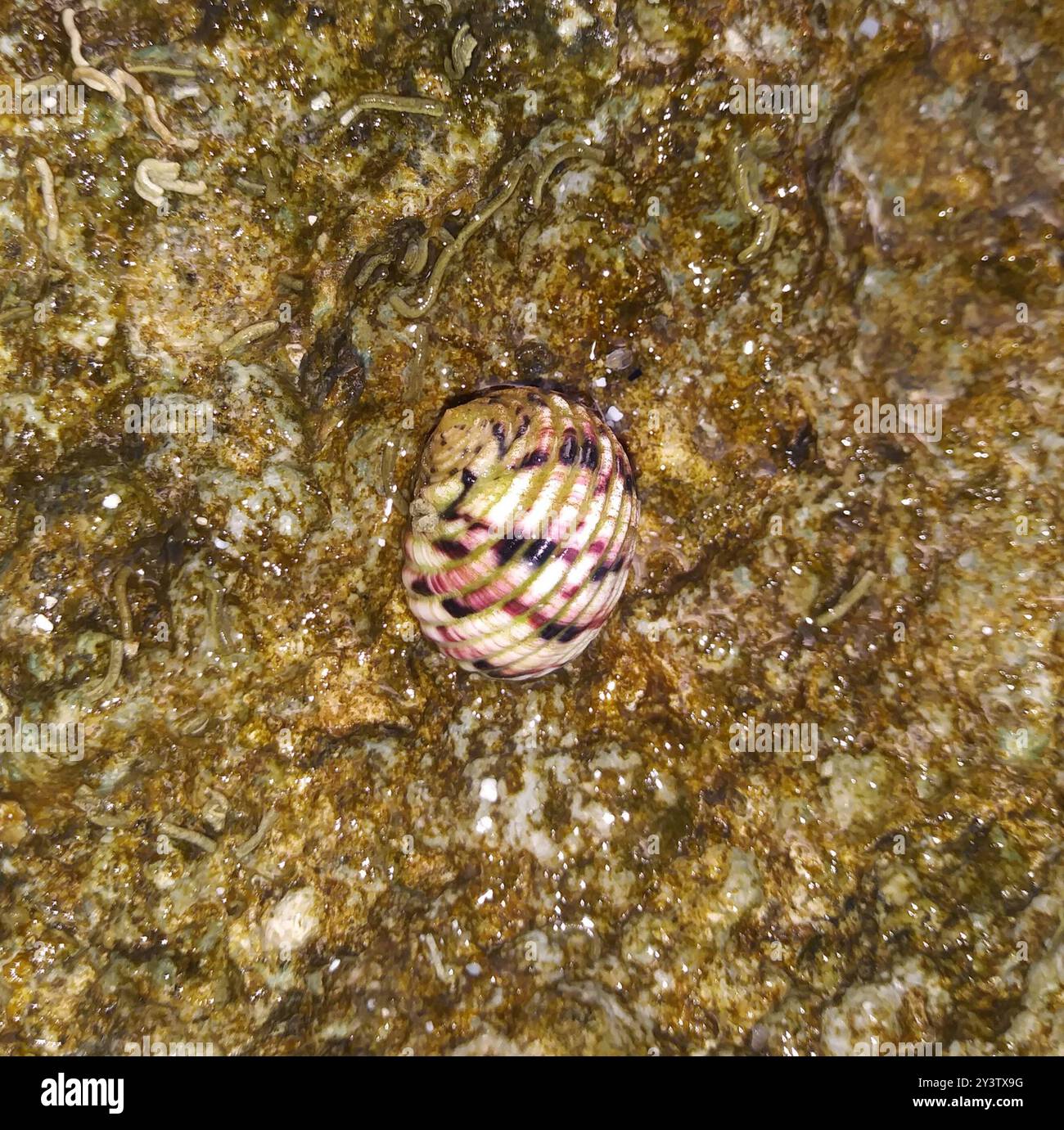 Four-toothed Nerite (Nerita versicolor) Mollusca Stock Photo - Alamy