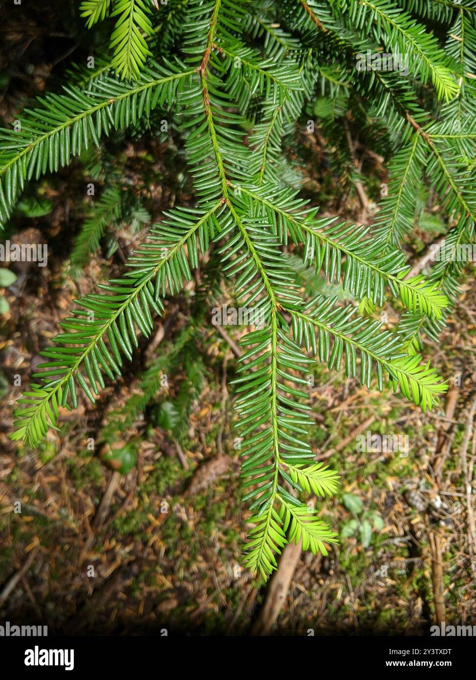 Pacific yew (Taxus brevifolia) Plantae Stock Photo - Alamy