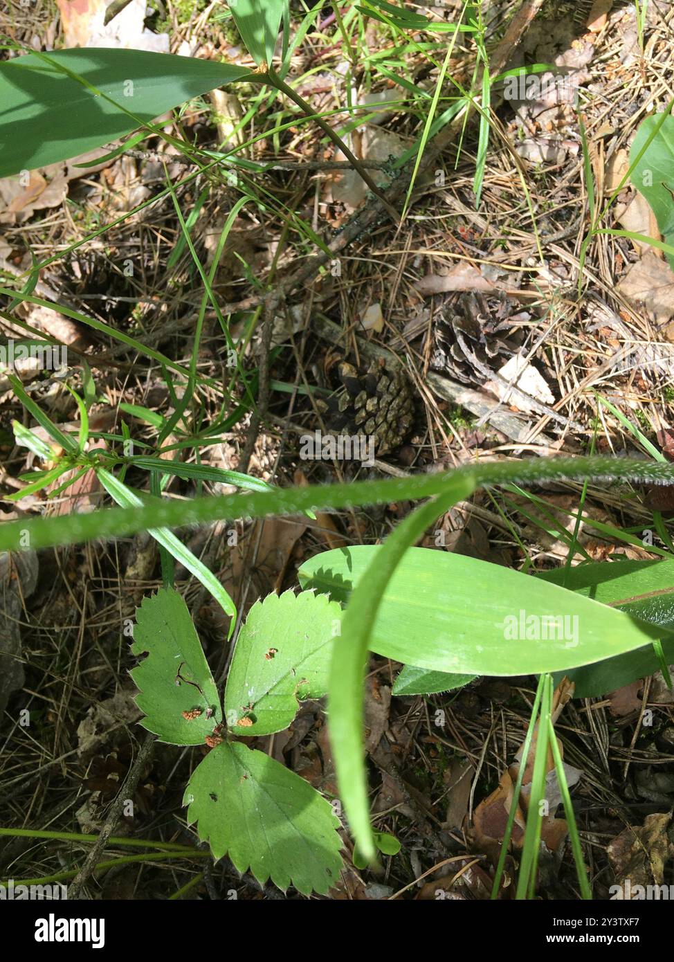 Spotted Cat's-ear (Hypochaeris maculata) Plantae Stock Photo - Alamy