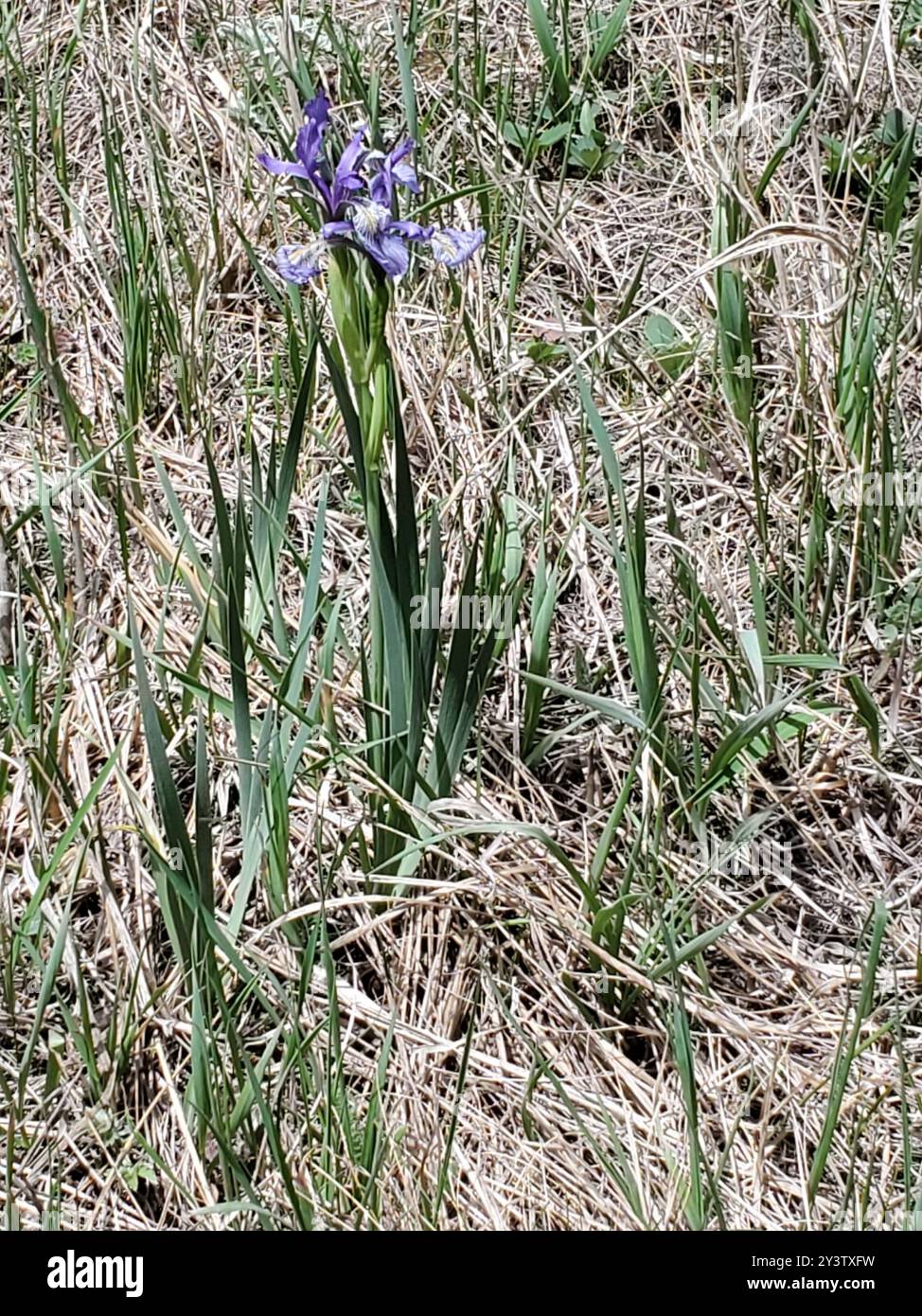western blue flag (Iris missouriensis) Plantae Stock Photo - Alamy