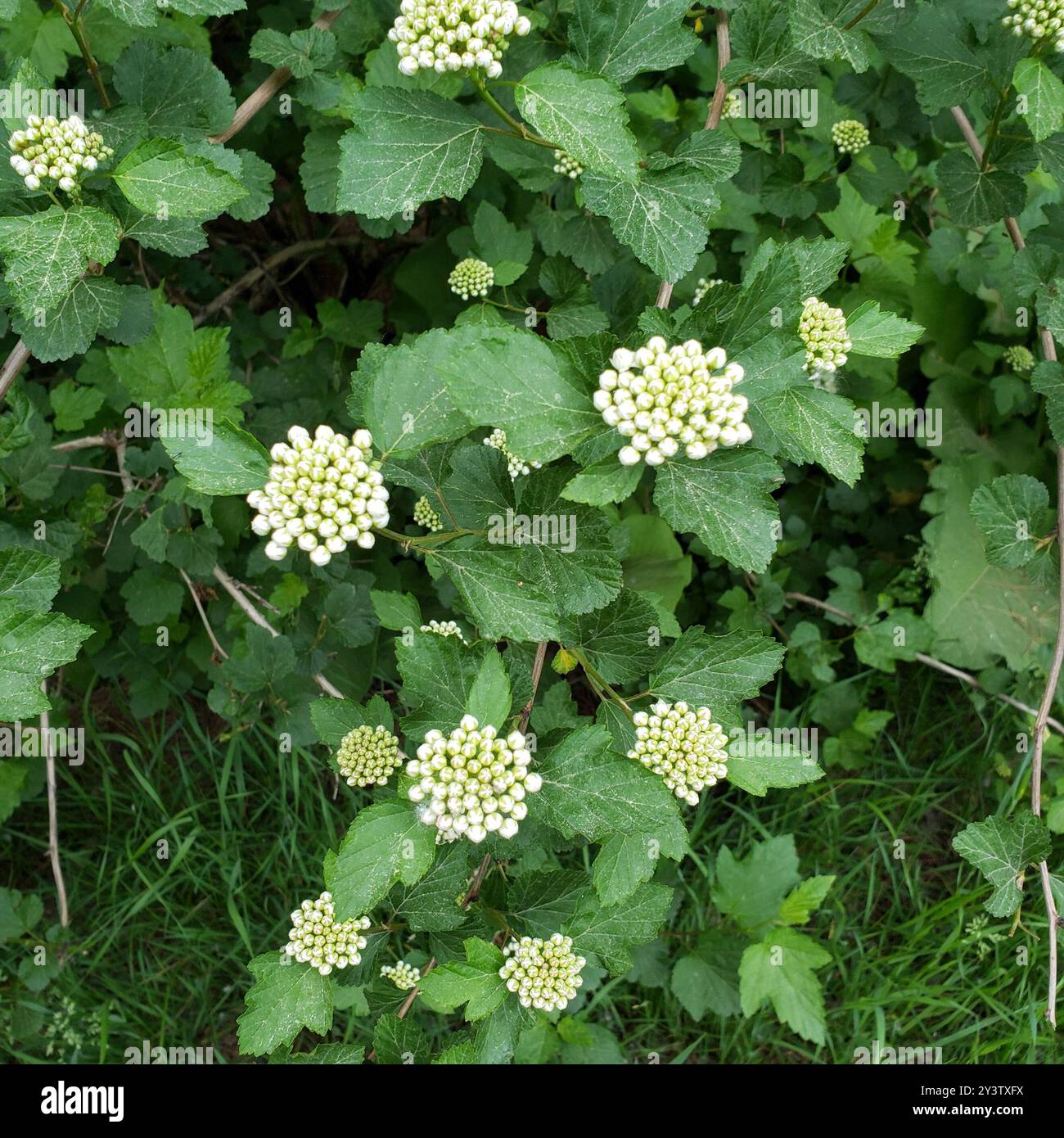common ninebark (Physocarpus opulifolius) Plantae Stock Photo - Alamy