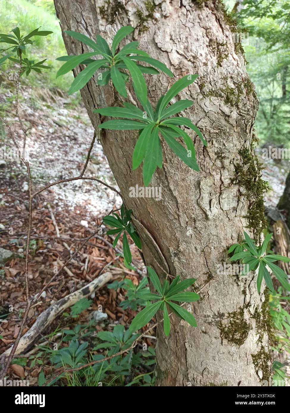 Mezereon (Daphne mezereum) Plantae Stock Photo - Alamy