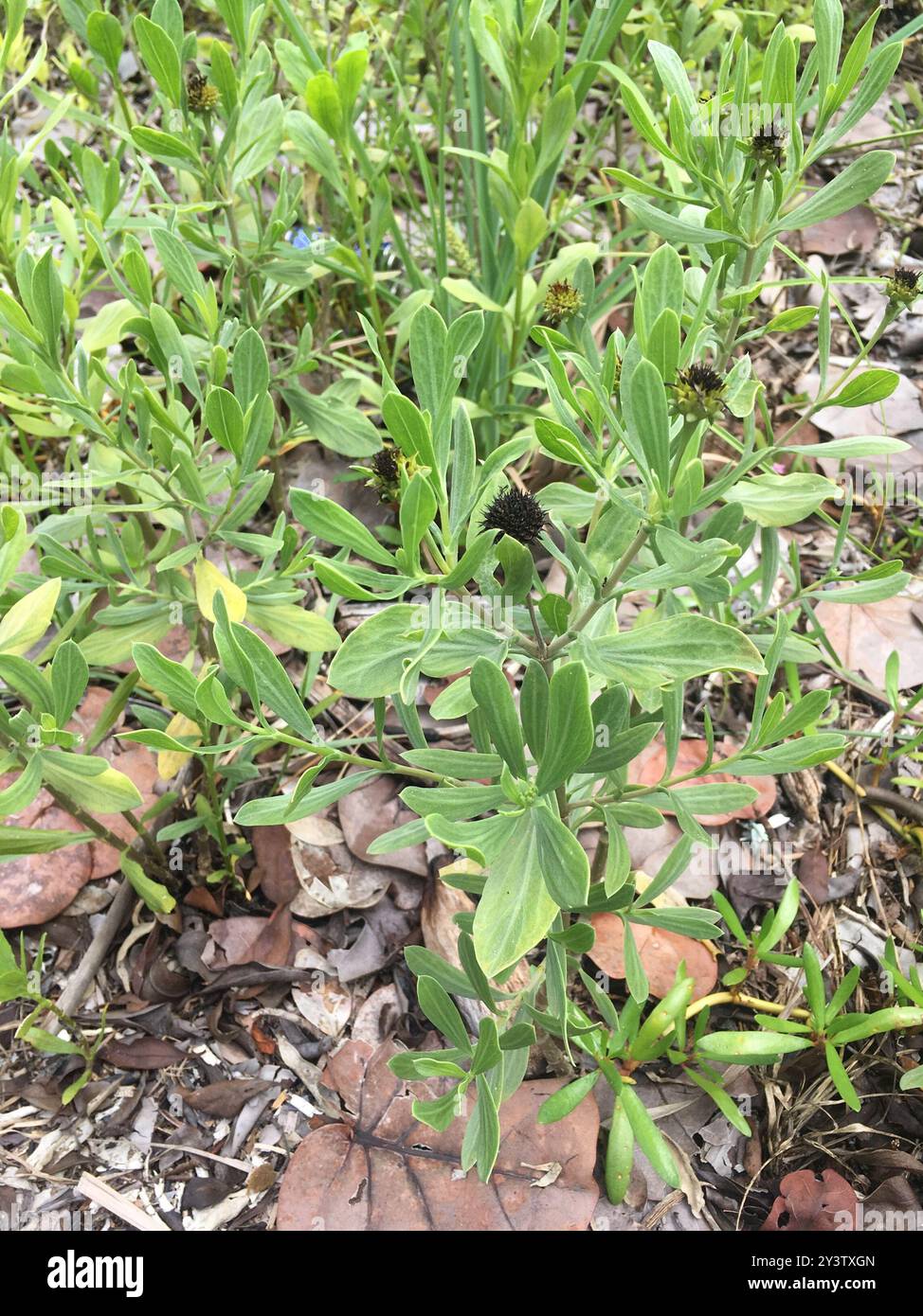 sea ox-eye (Borrichia frutescens) Plantae Stock Photo - Alamy