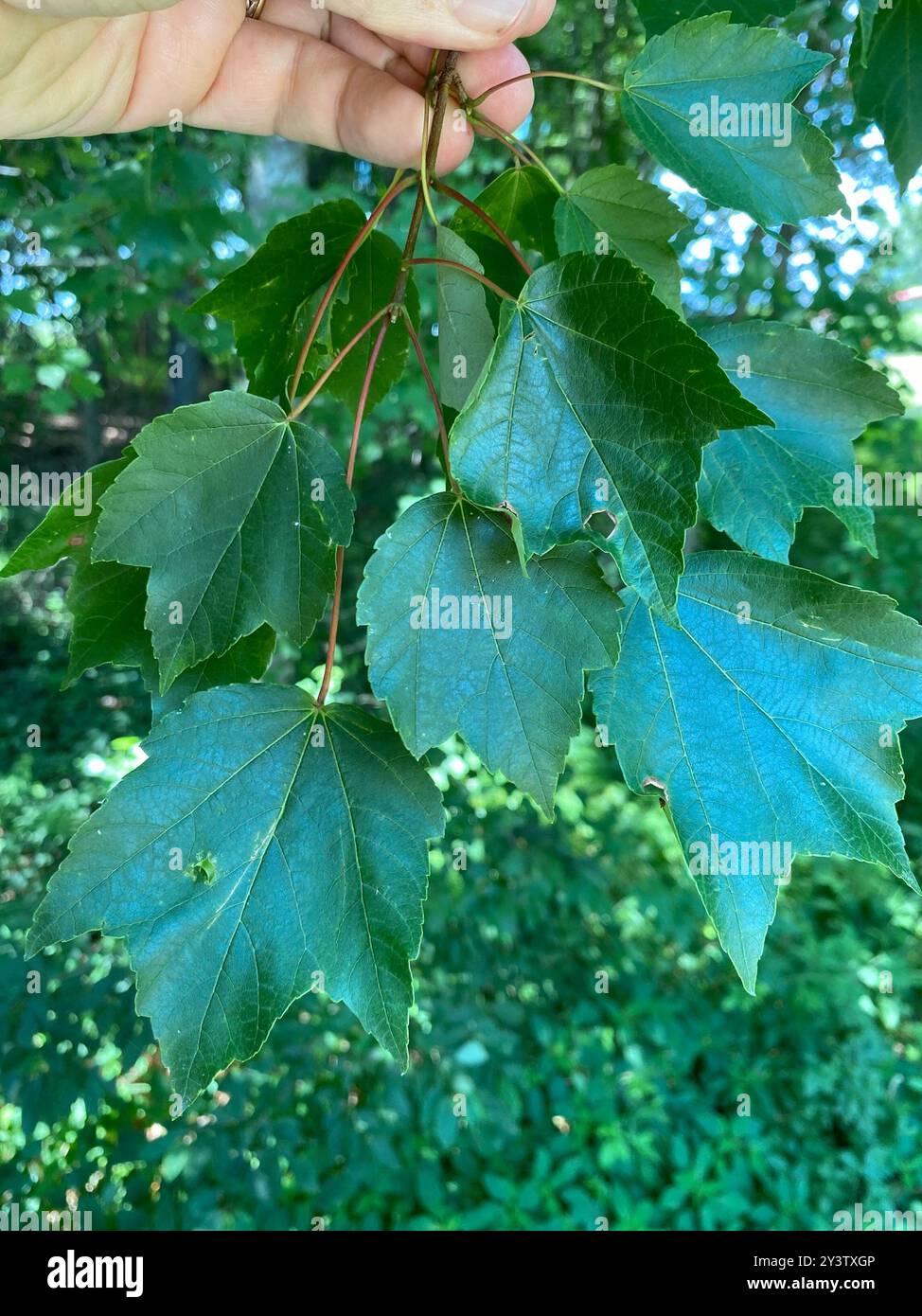 Carolina Red Maple (Acer rubrum trilobum) Plantae Stock Photo - Alamy