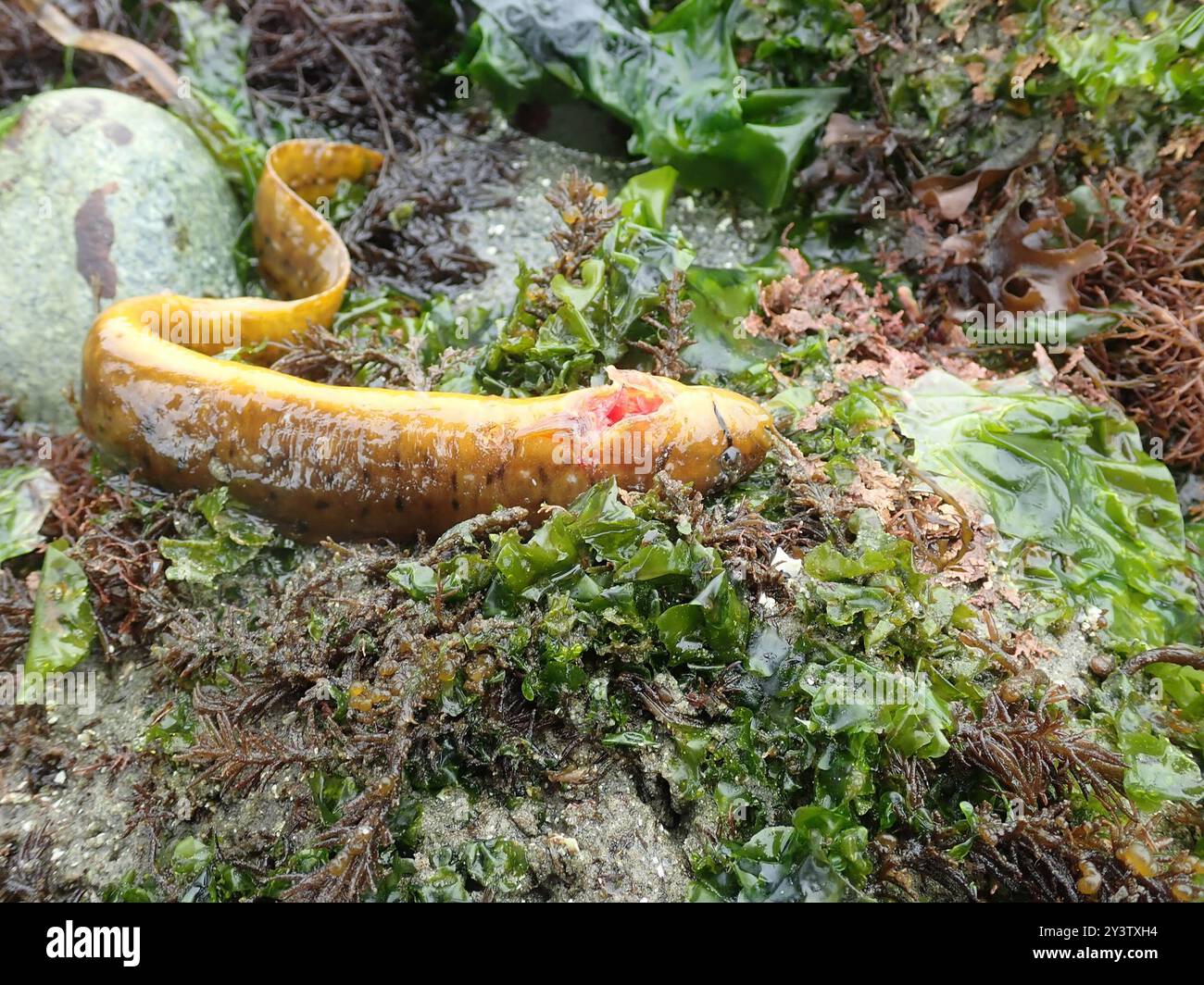 Penpoint Gunnel (Apodichthys flavidus) Actinopterygii Stock Photo - Alamy