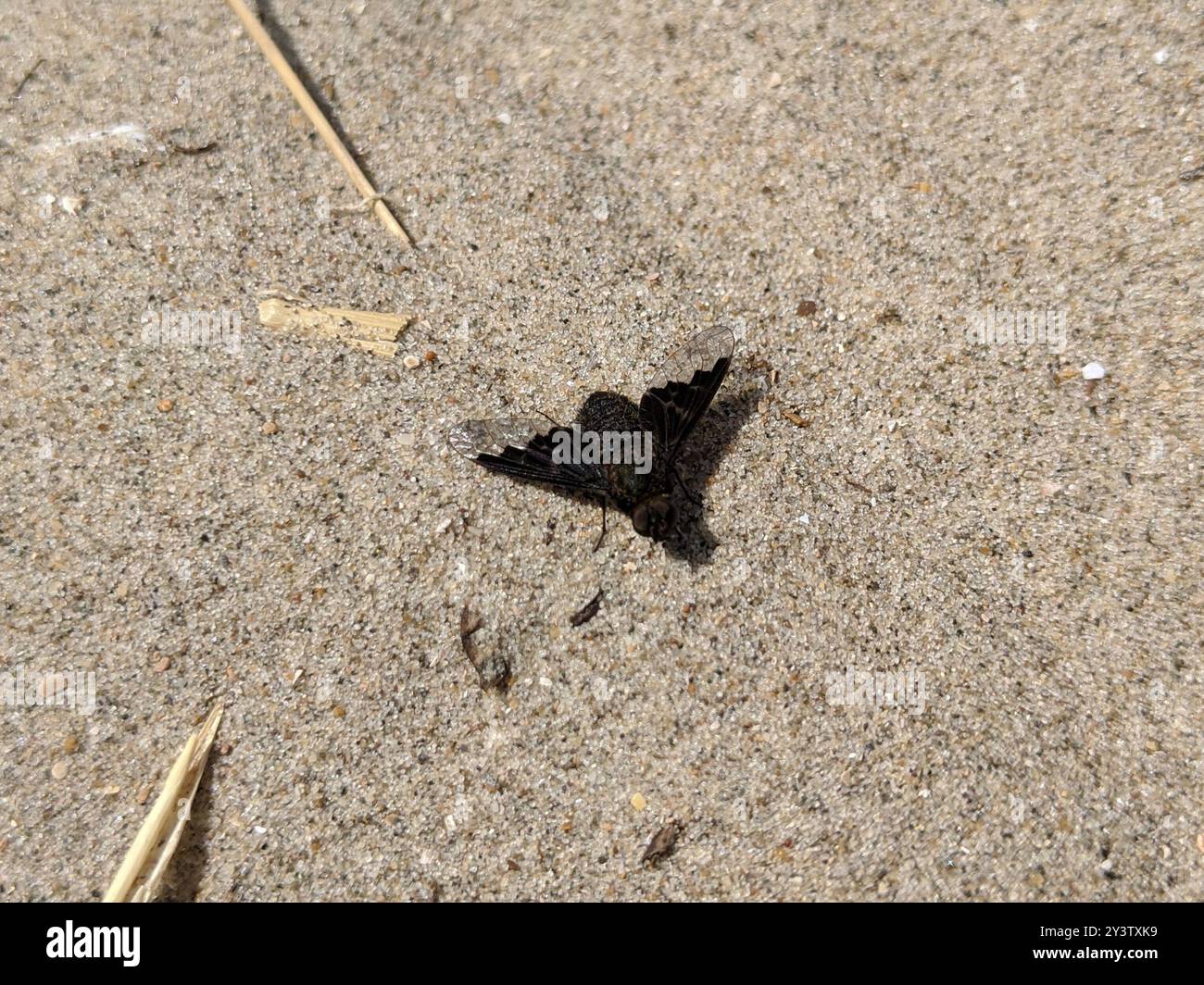 Black Banded Bee Fly (Hemipenthes morio) Insecta Stock Photo - Alamy