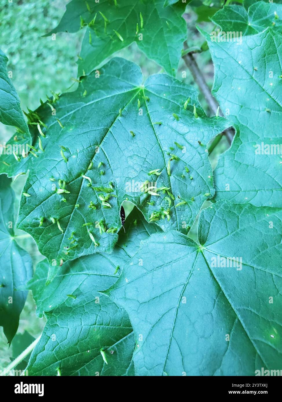 Maple Spindle Gall Mite (Vasates aceriscrumena) Arachnida Stock Photo ...