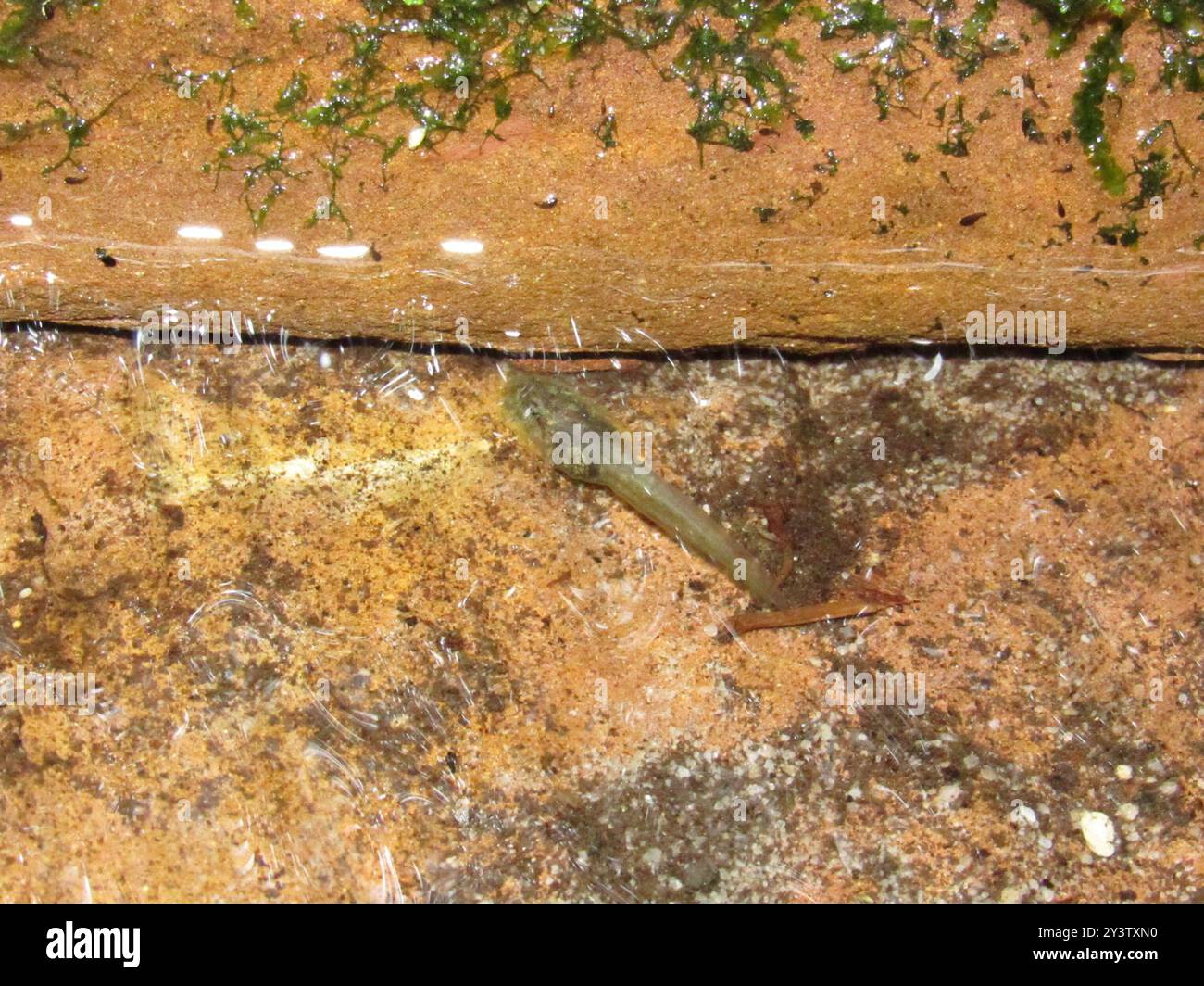 Table Mountain Ghost Frog (Heleophryne rosei) Amphibia Stock Photo - Alamy