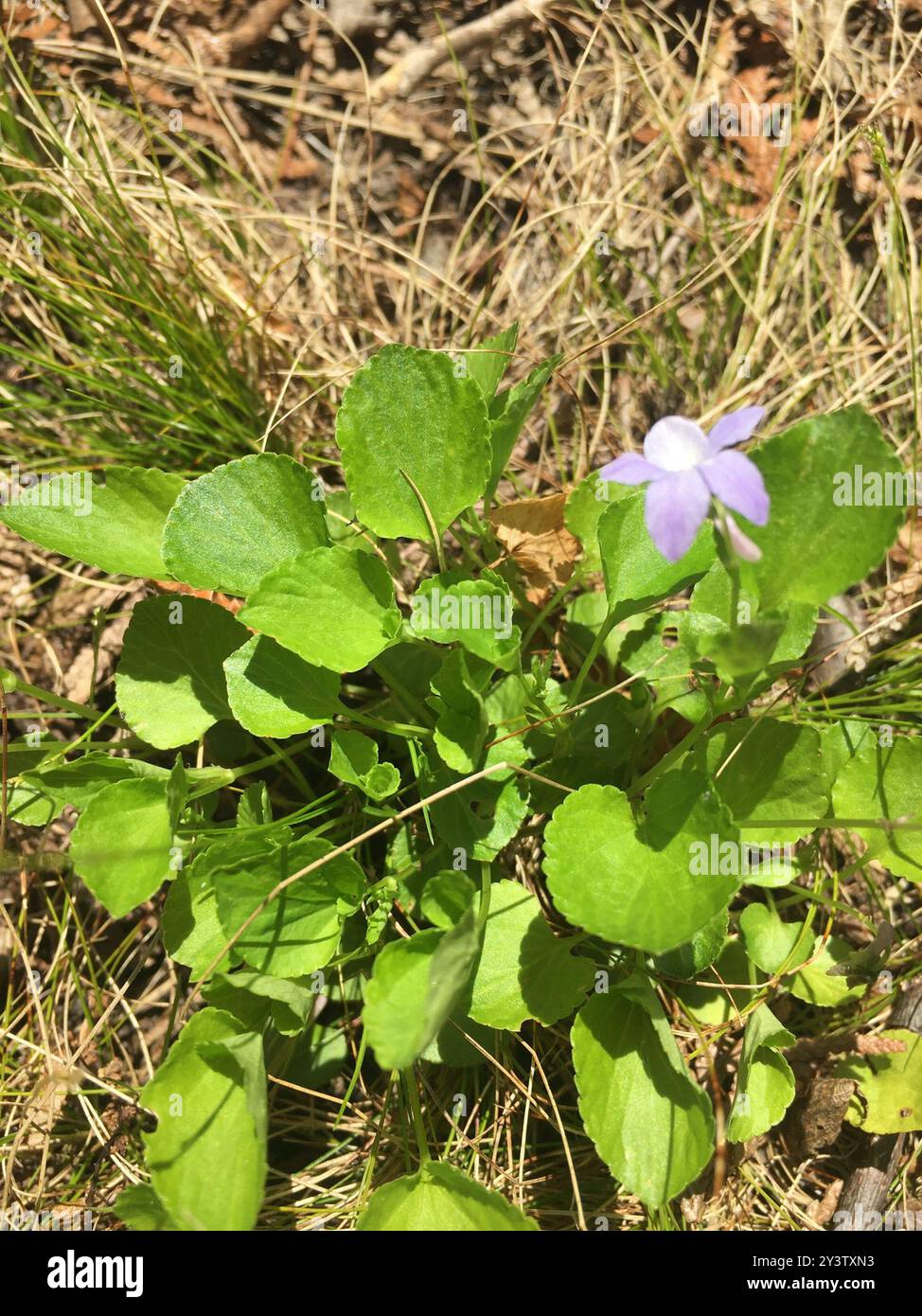 violet family (Violaceae) Plantae Stock Photo - Alamy