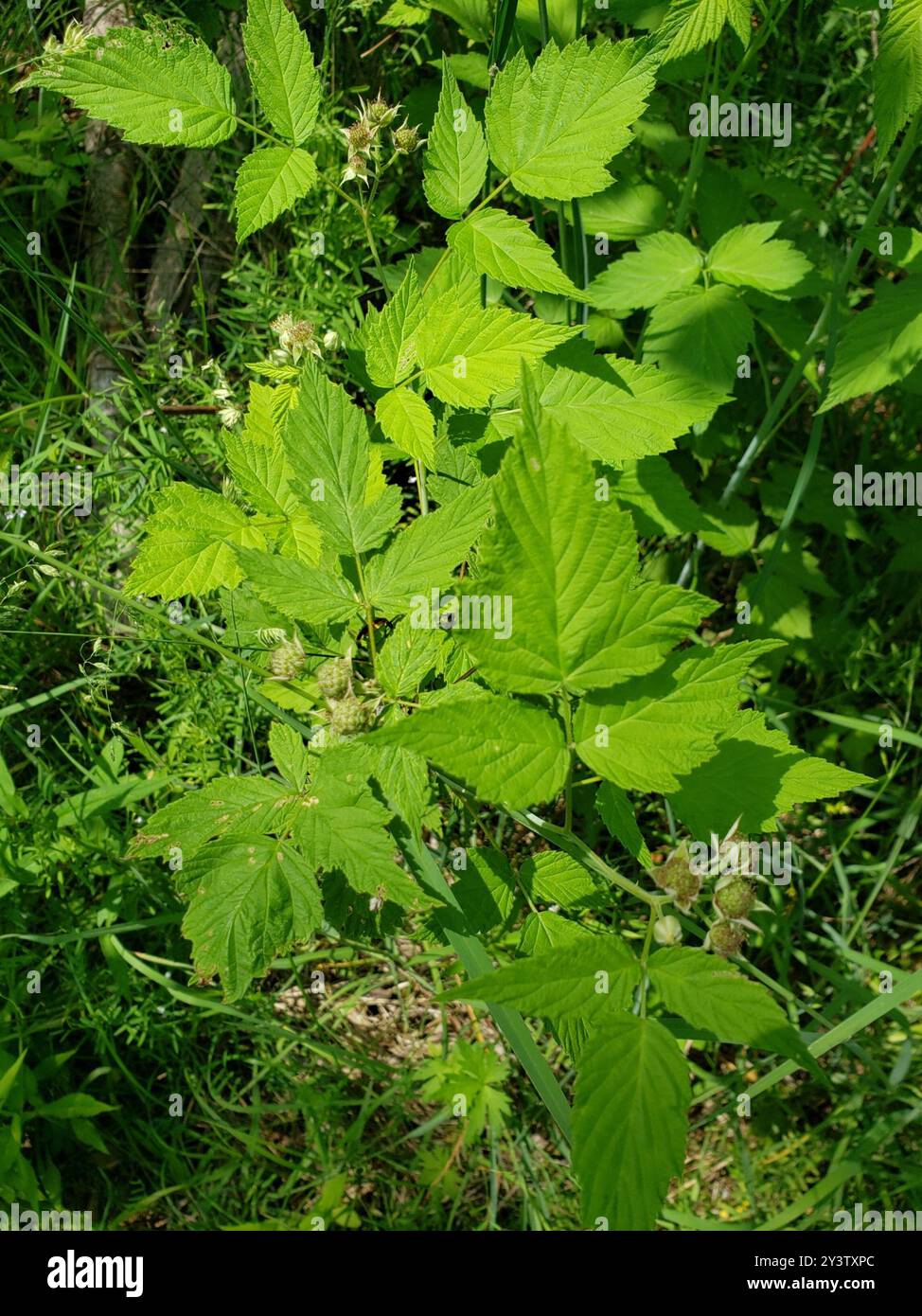 black raspberry (Rubus occidentalis) Plantae Stock Photo - Alamy