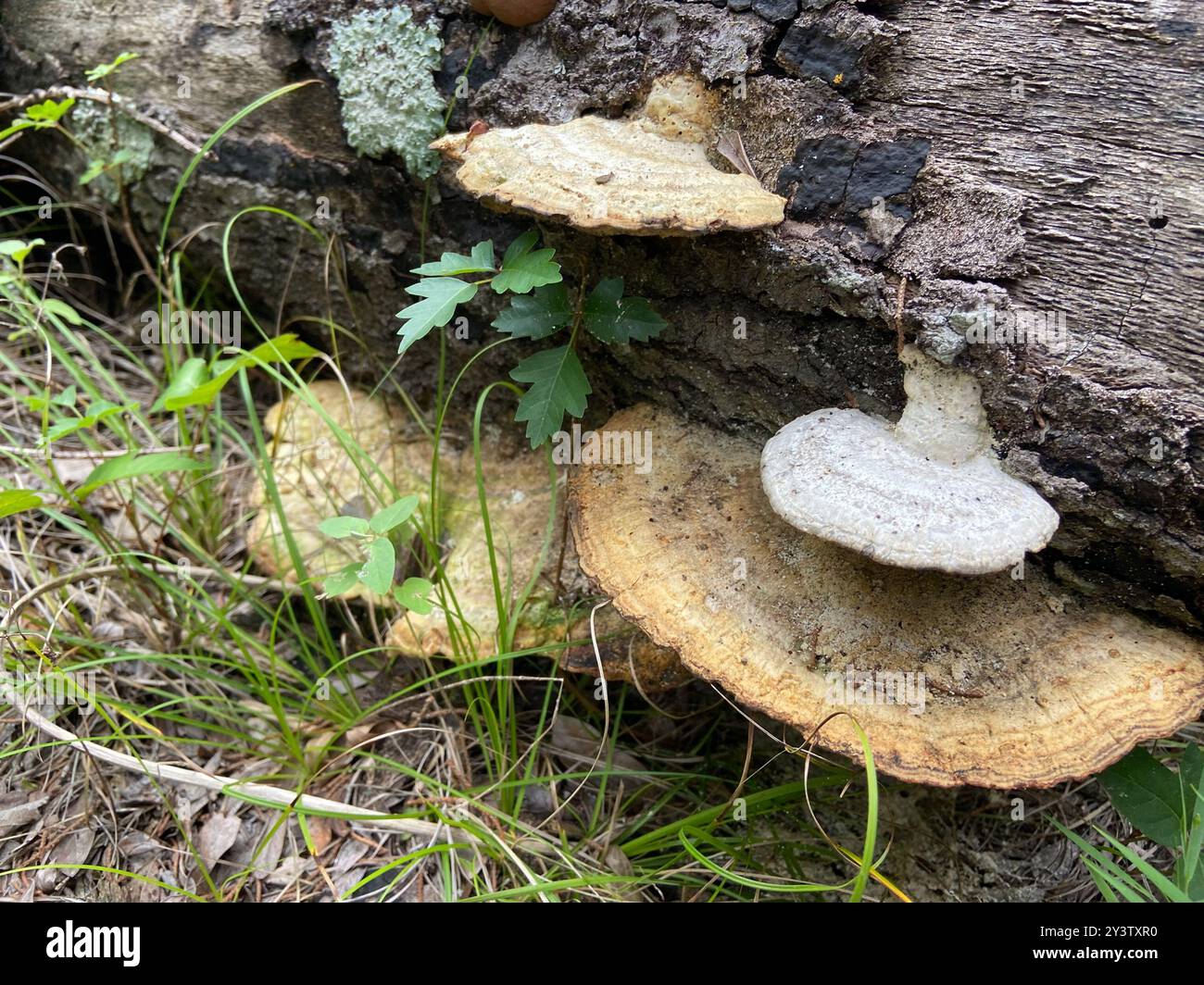 Latte Bracket (Trametes lactinea) Fungi Stock Photo - Alamy