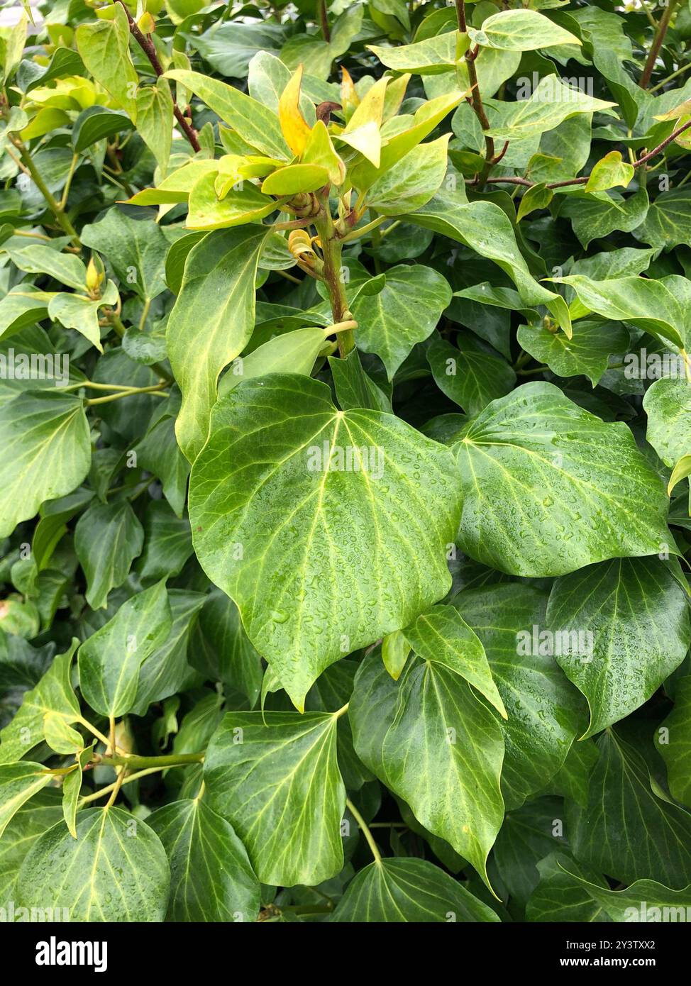 Canary Islands Ivy (Hedera canariensis) Plantae Stock Photo - Alamy