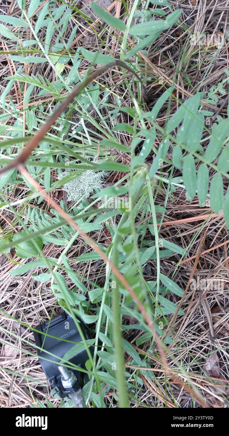 field locoweed (Oxytropis campestris) Plantae Stock Photo - Alamy