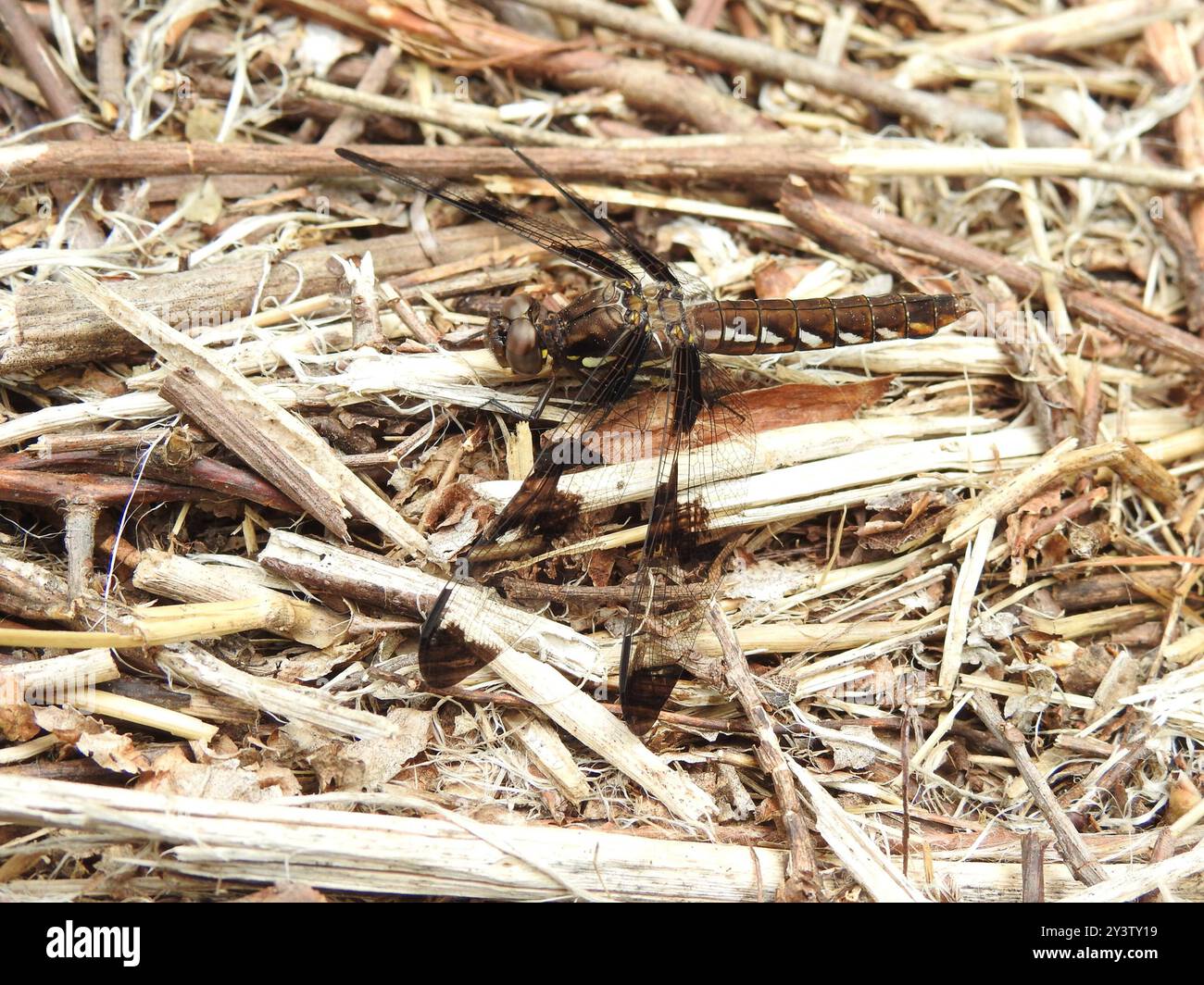 Common Whitetail (Plathemis lydia) Insecta Stock Photo - Alamy