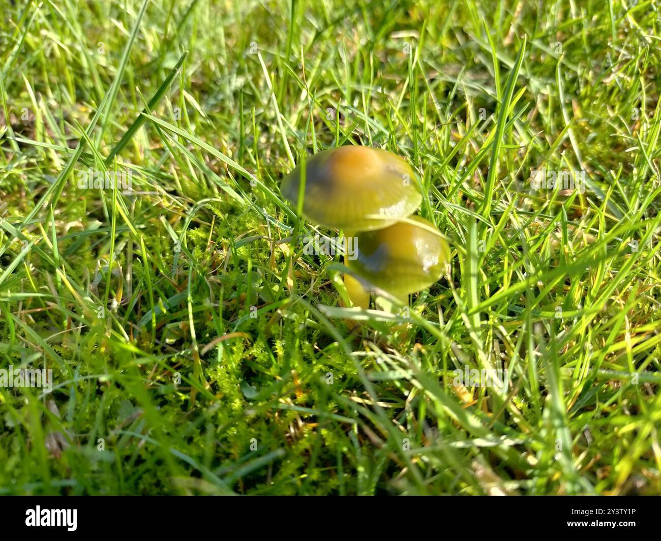 Parrot Mushroom (Gliophorus psittacinus) Fungi Stock Photo - Alamy