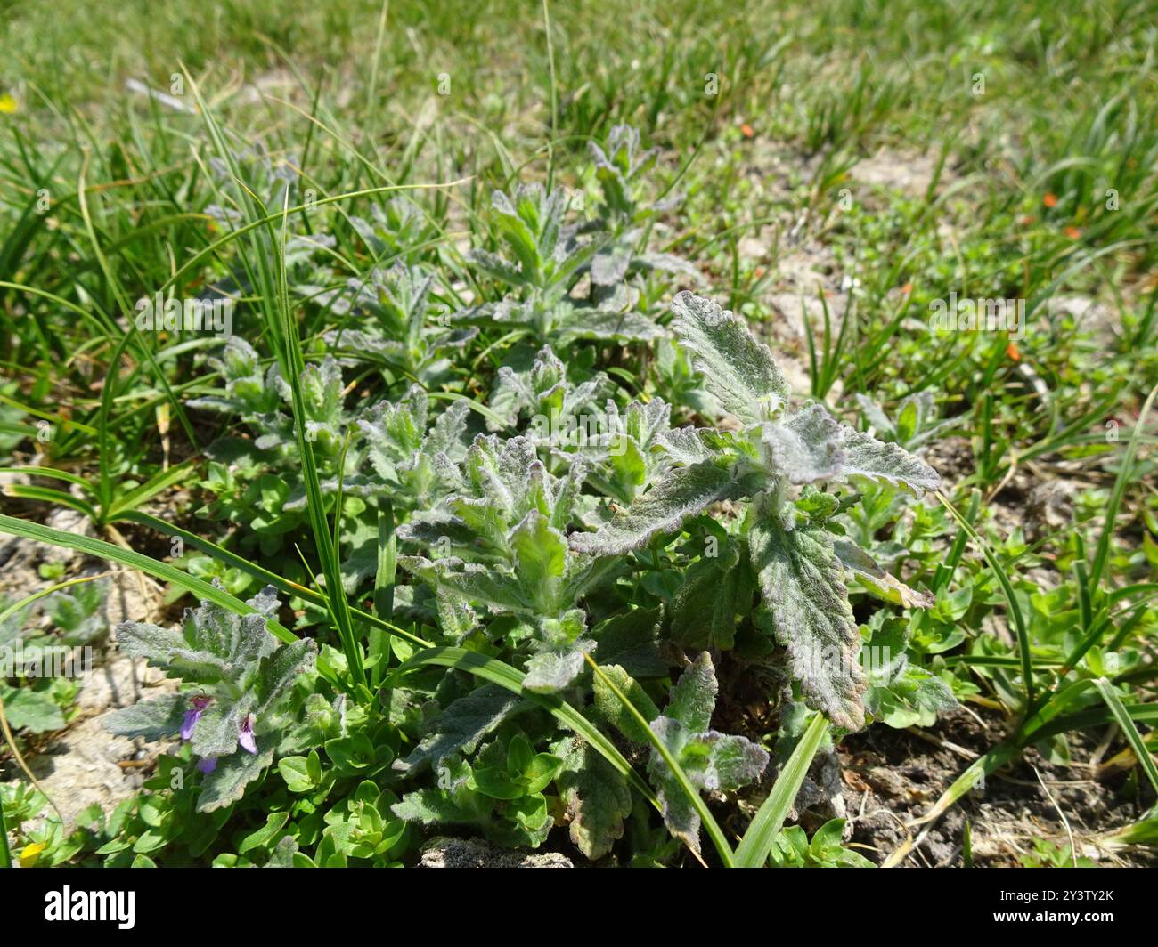Water Germander (Teucrium scordium) Plantae Stock Photo - Alamy