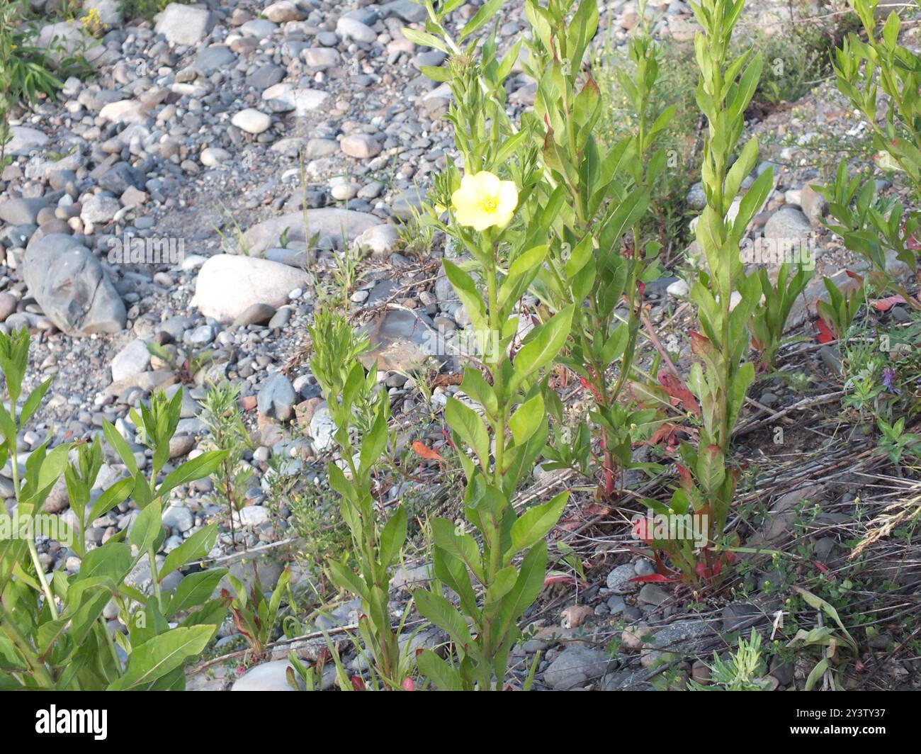 common evening-primrose (Oenothera biennis) Plantae Stock Photo - Alamy