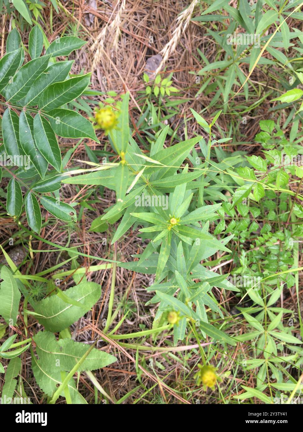 Greater Tickseed (Coreopsis major) Plantae Stock Photo - Alamy