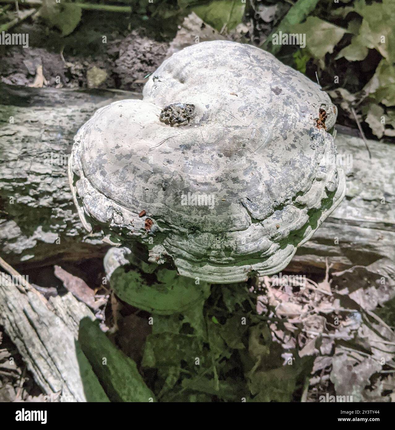 (Ganoderma megaloma) Fungi Stock Photo - Alamy