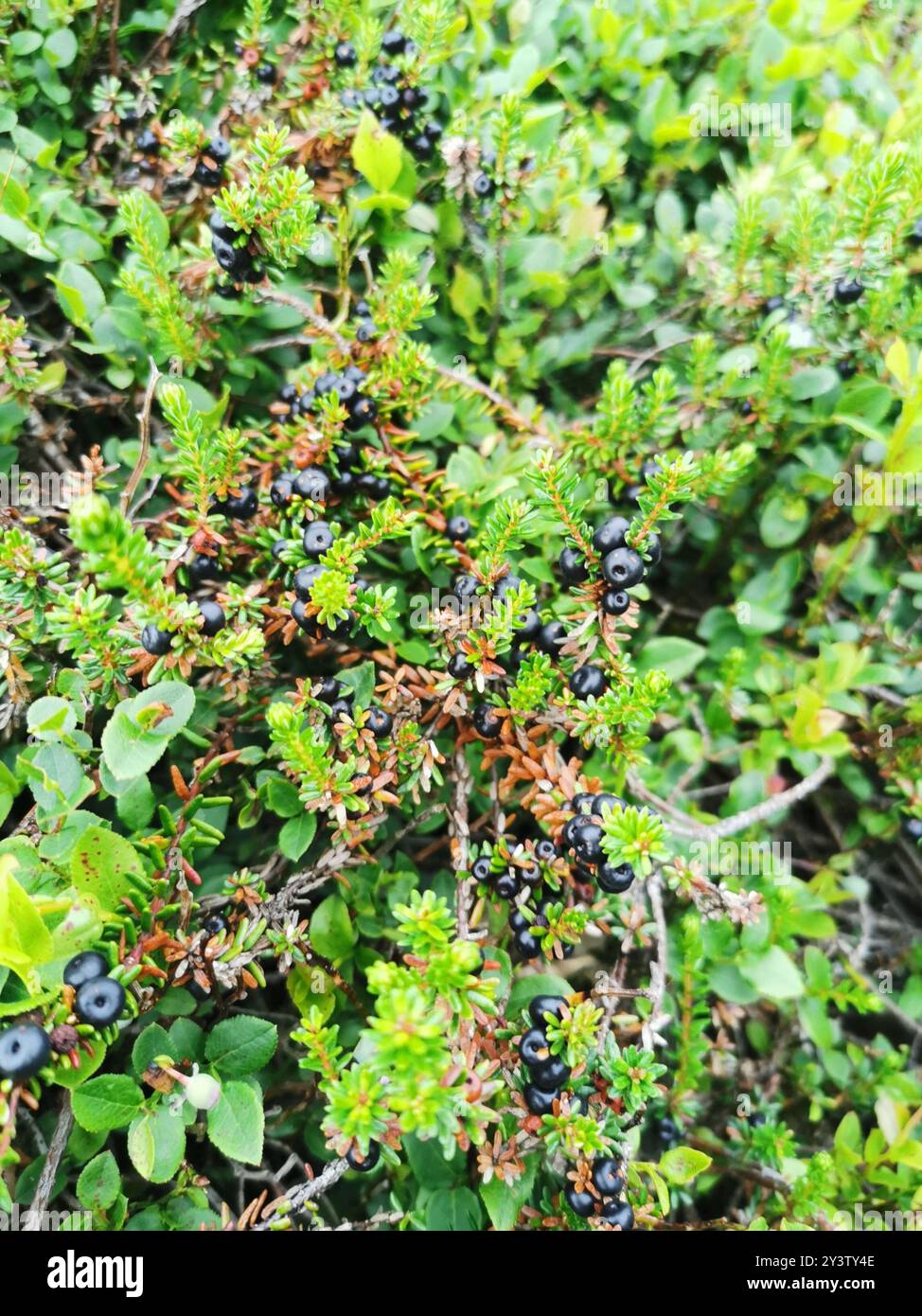 black crowberry (Empetrum nigrum) Plantae Stock Photo - Alamy