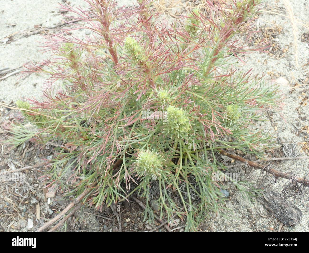 Field Sagewort (Artemisia campestris) Plantae Stock Photo - Alamy