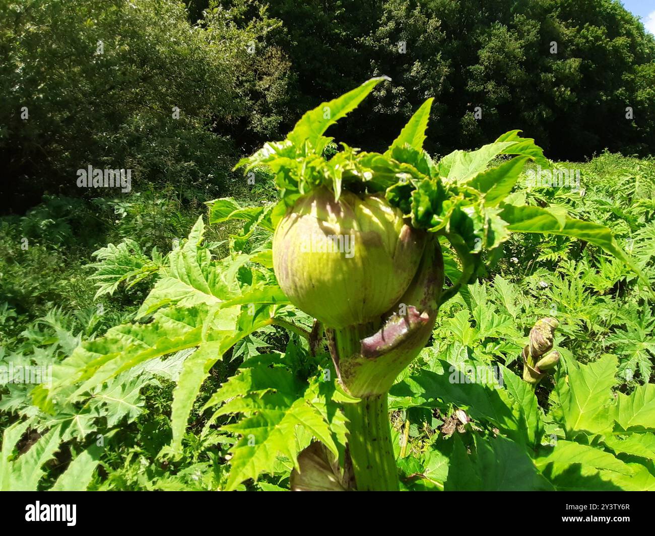 Giant Hogweed (Heracleum mantegazzianum) Plantae Stock Photo - Alamy