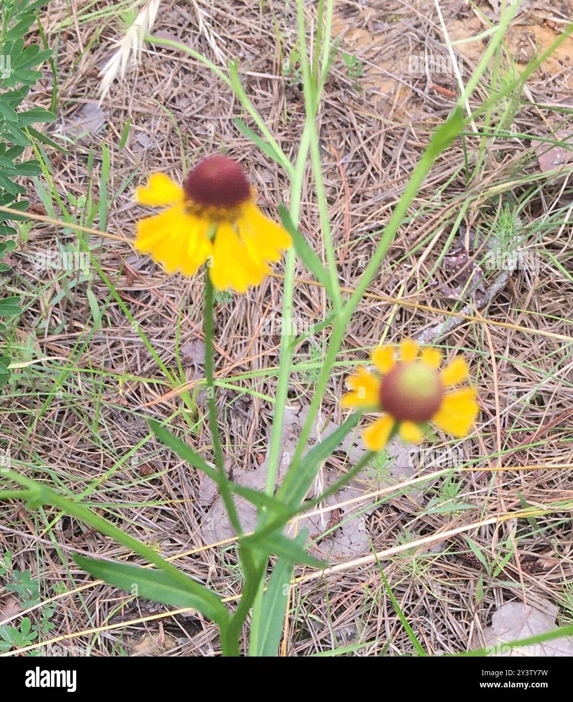 Southern Sneezeweed (Helenium flexuosum) Plantae Stock Photo - Alamy