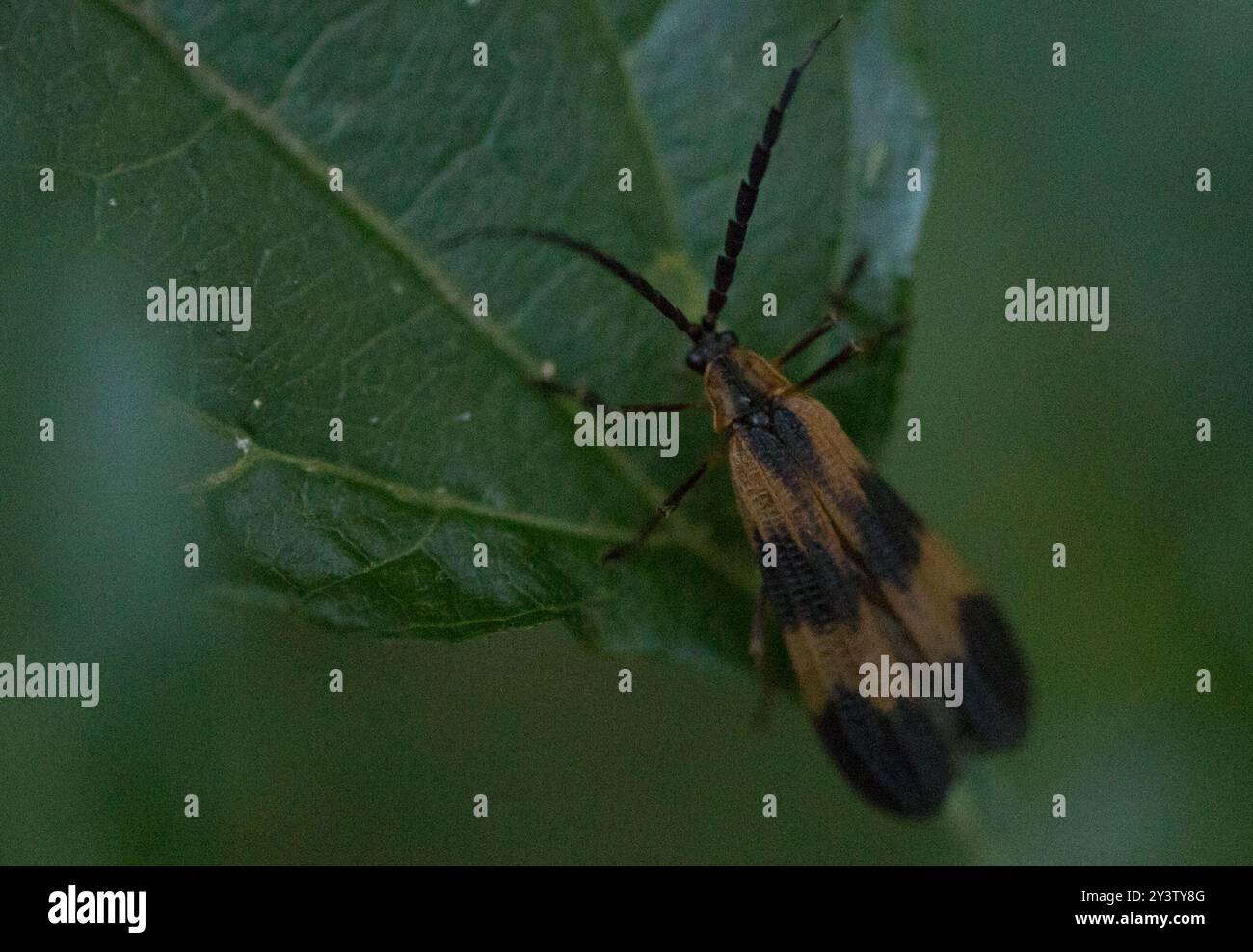 Net-winged Beetles (Lycidae) Insecta Stock Photo - Alamy